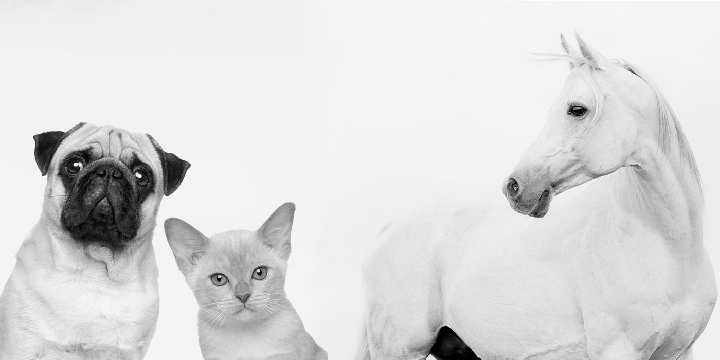 Revolutionary Technology for Animal Derm and Woundcare | Zarasyl